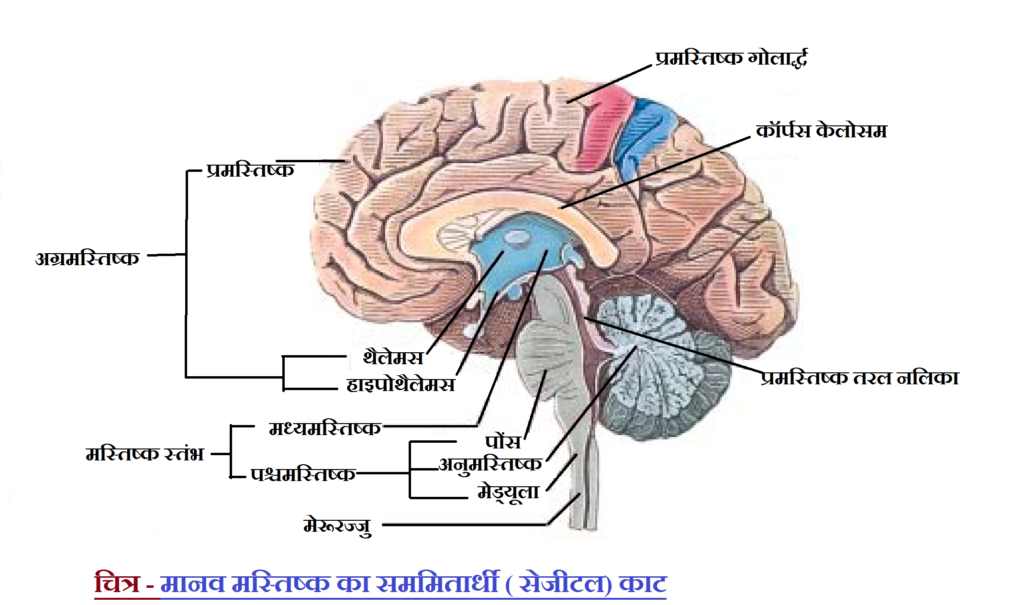 Human Brain structure and its function #मानव मस्तिष्क तथा उसके कार्य ...