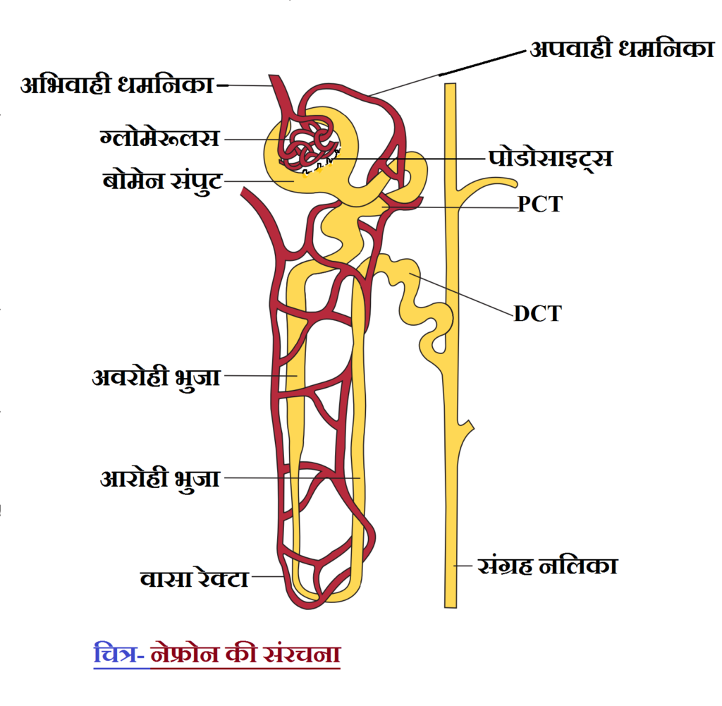 Nephron structure and function #नेफ्रोन की संरचना तथा कार्य | NCERT ...