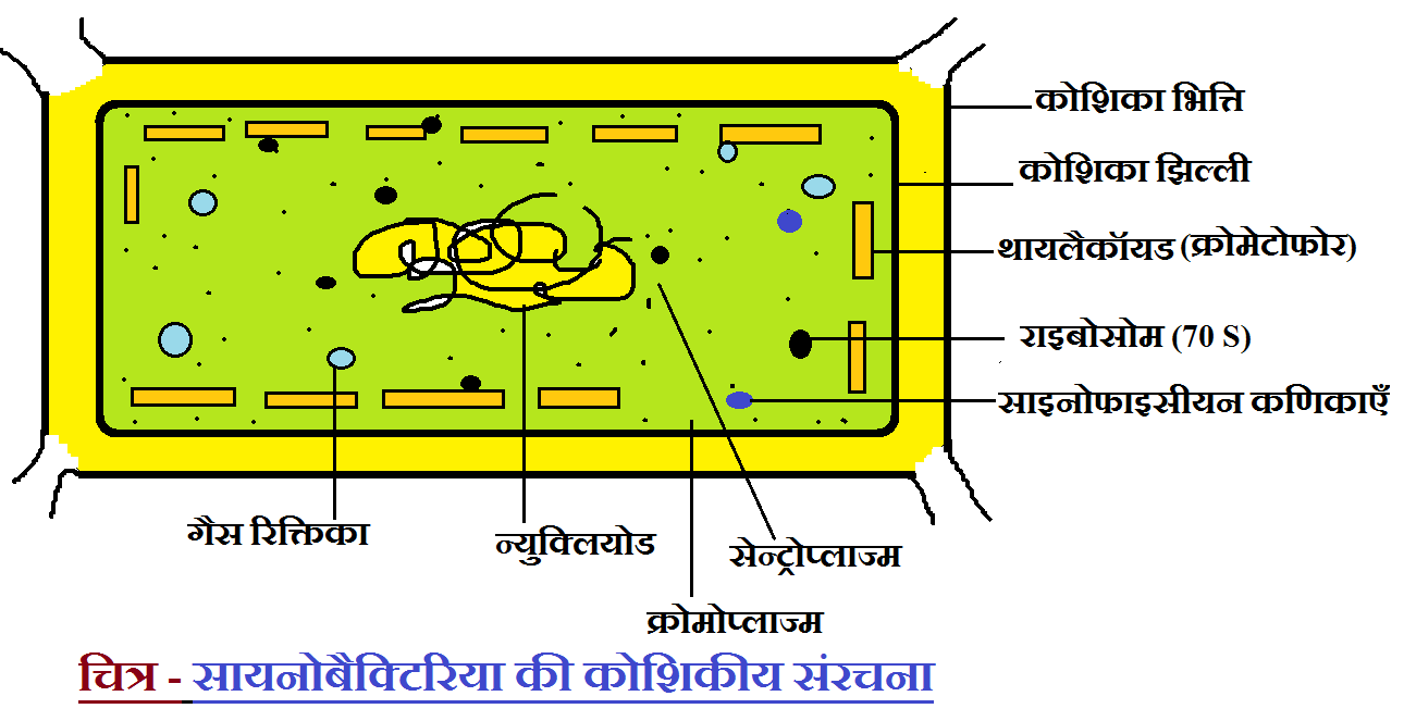 Structure Of Cyanobacteria Diagram Cyanobacteria Structure C