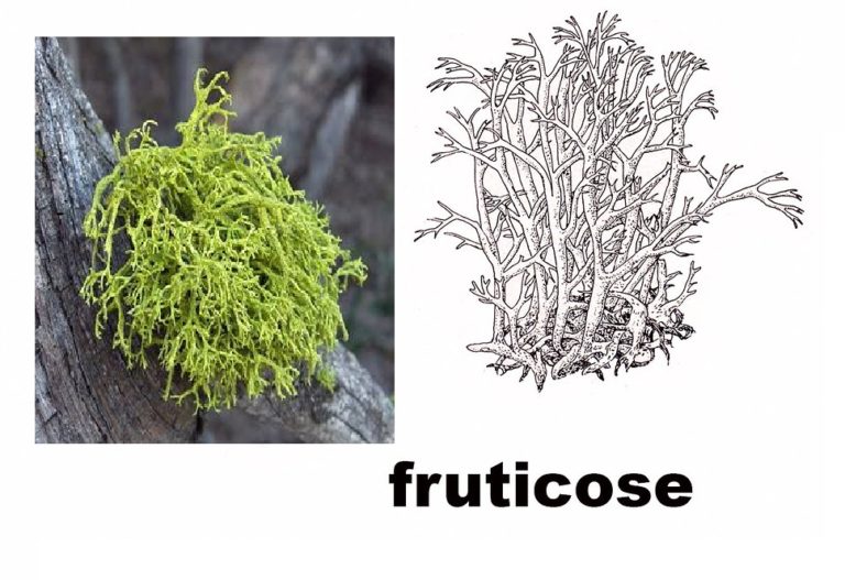 Structure and Classification of Lichens in Hindi | VasuDigi Academy
