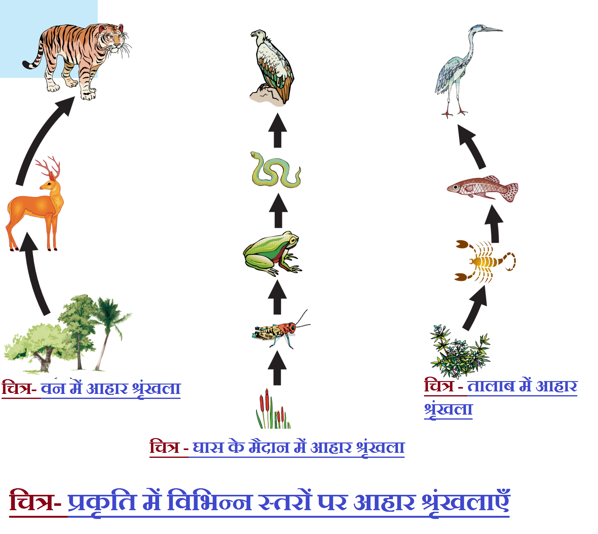 Chapter-15- Our Environment 10th class notes in Hindi | NCERT SCIENCE ...