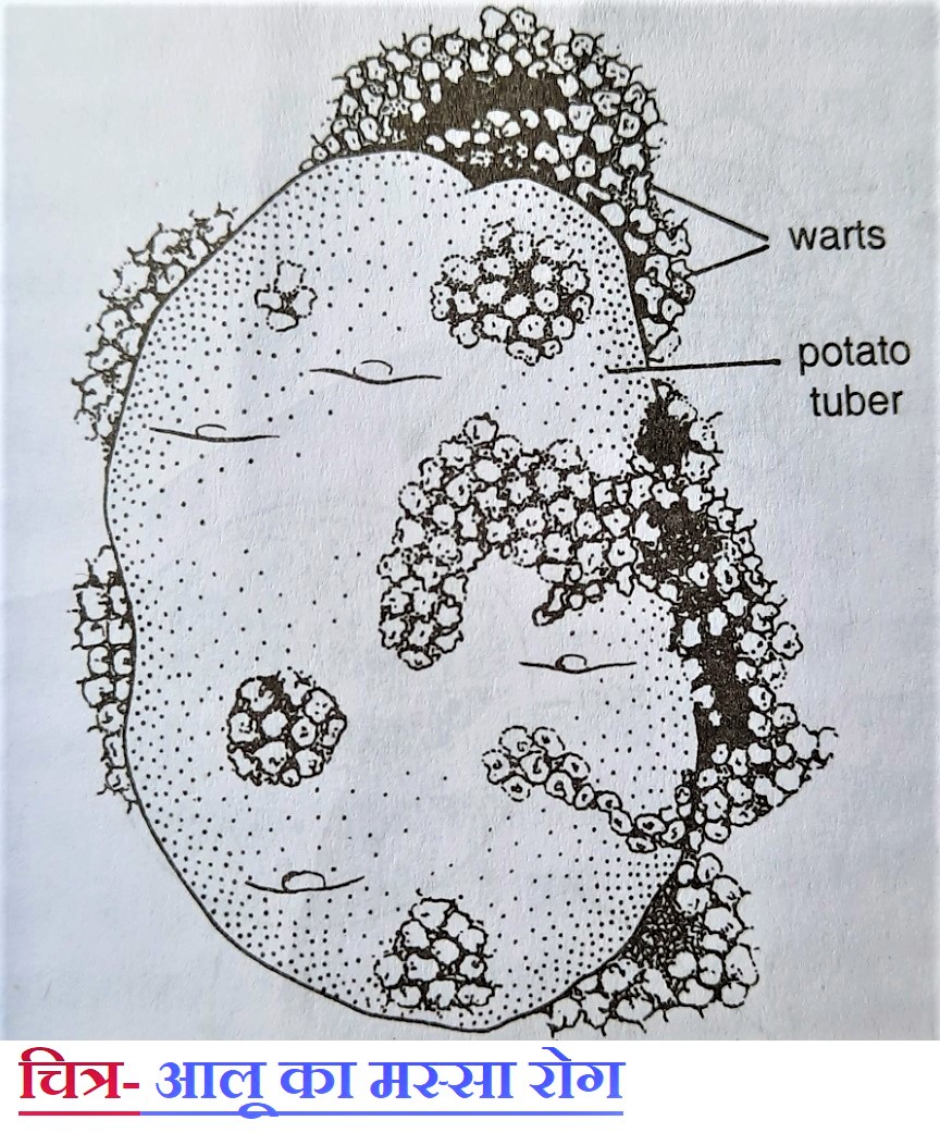 Wart disease of Potato in Hindi