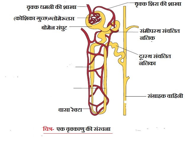 nephron structure and function in Hindi