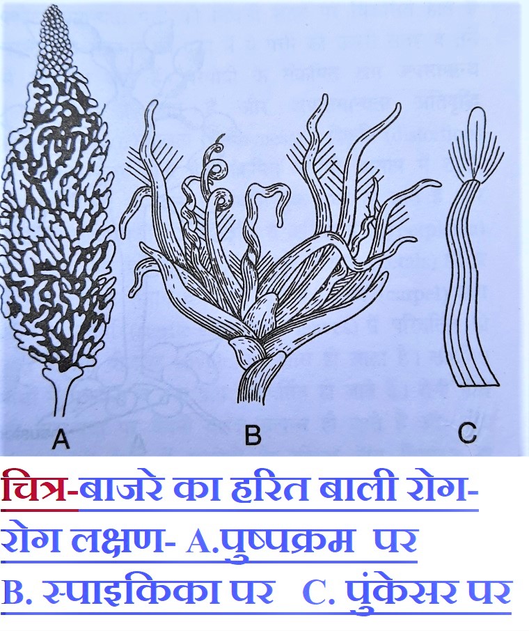 green ear disease or Downy mildew of bajra in hindi | NCERT SCIENCE IN ...