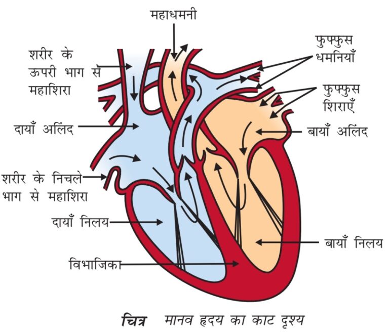Human Heart Structure And Function NCERT SCIENCE IN HINDI