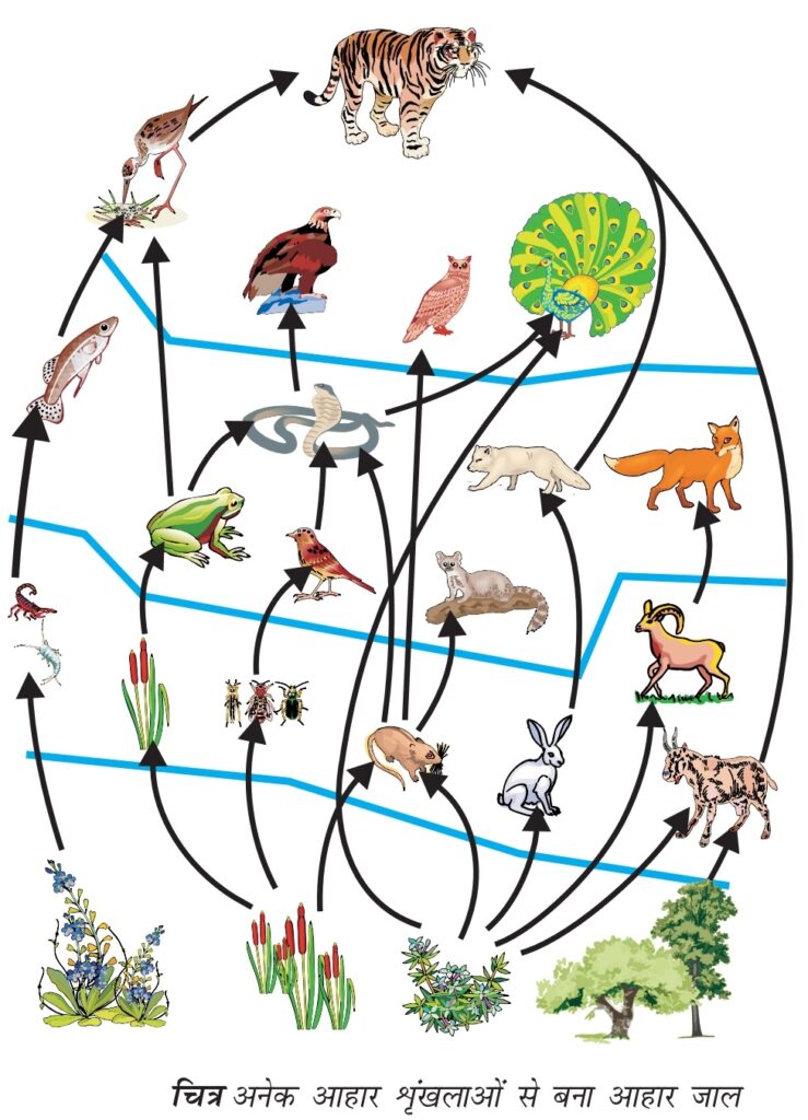 Food chain and Food web with Definition