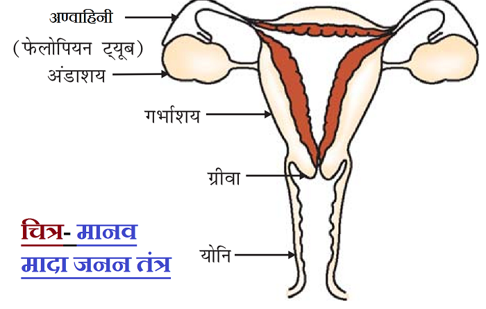 Human Female Reproductive System Class 10 Science In Hindi