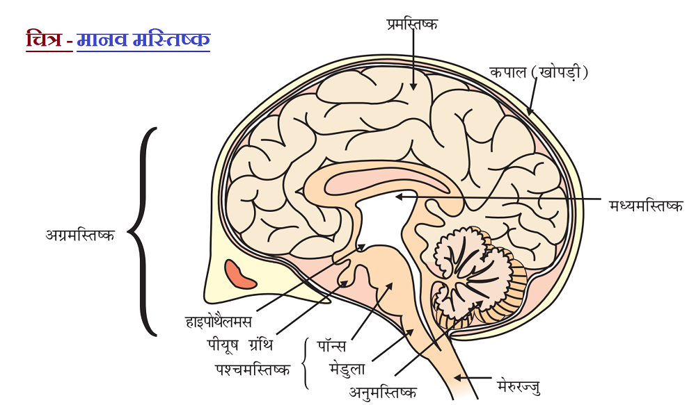 Human Brain Structure And Function Class 10 Science In Hindi