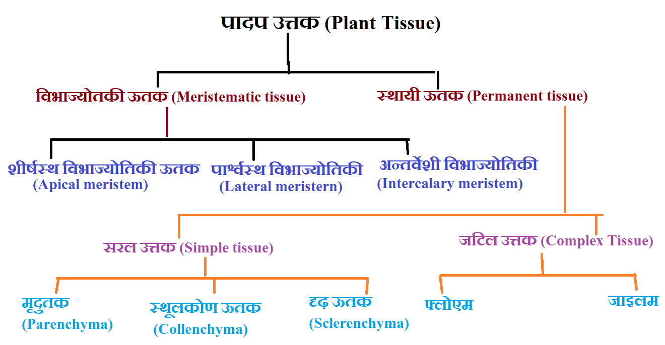 Plant Tissue and their function
