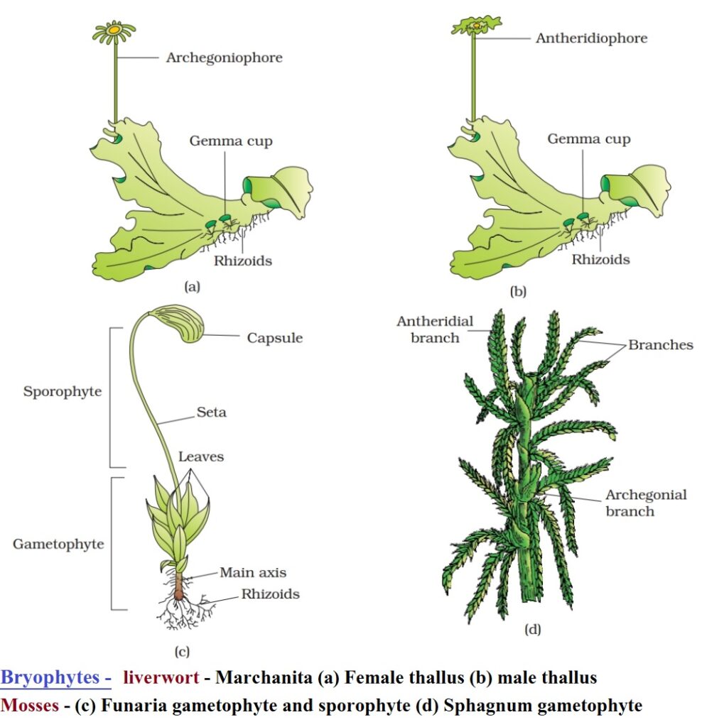 Sparknotes Plant Classification Bryophytes